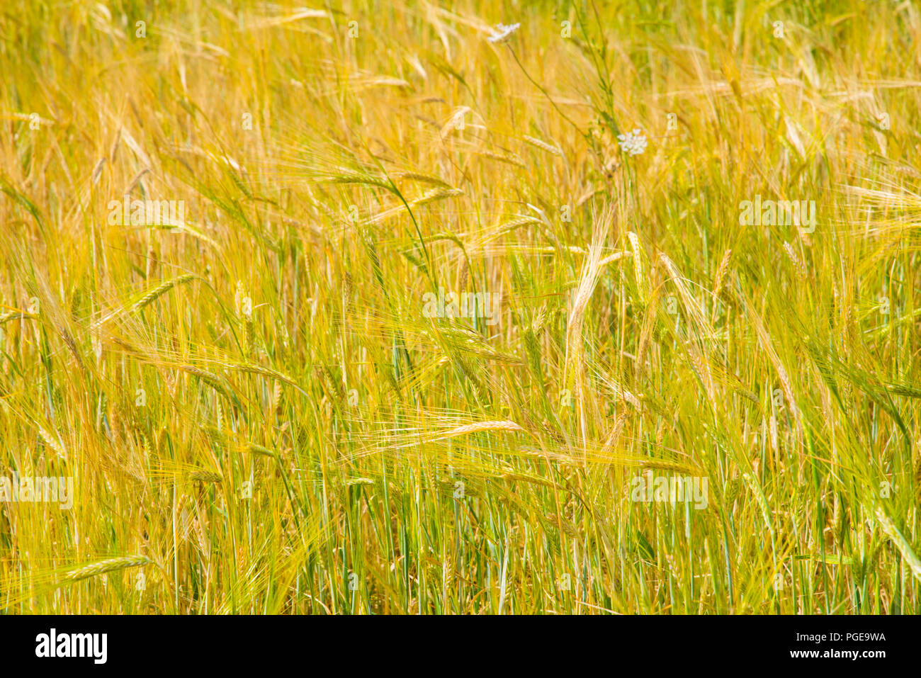 Wheat crop material hi-res stock photography and images - Alamy