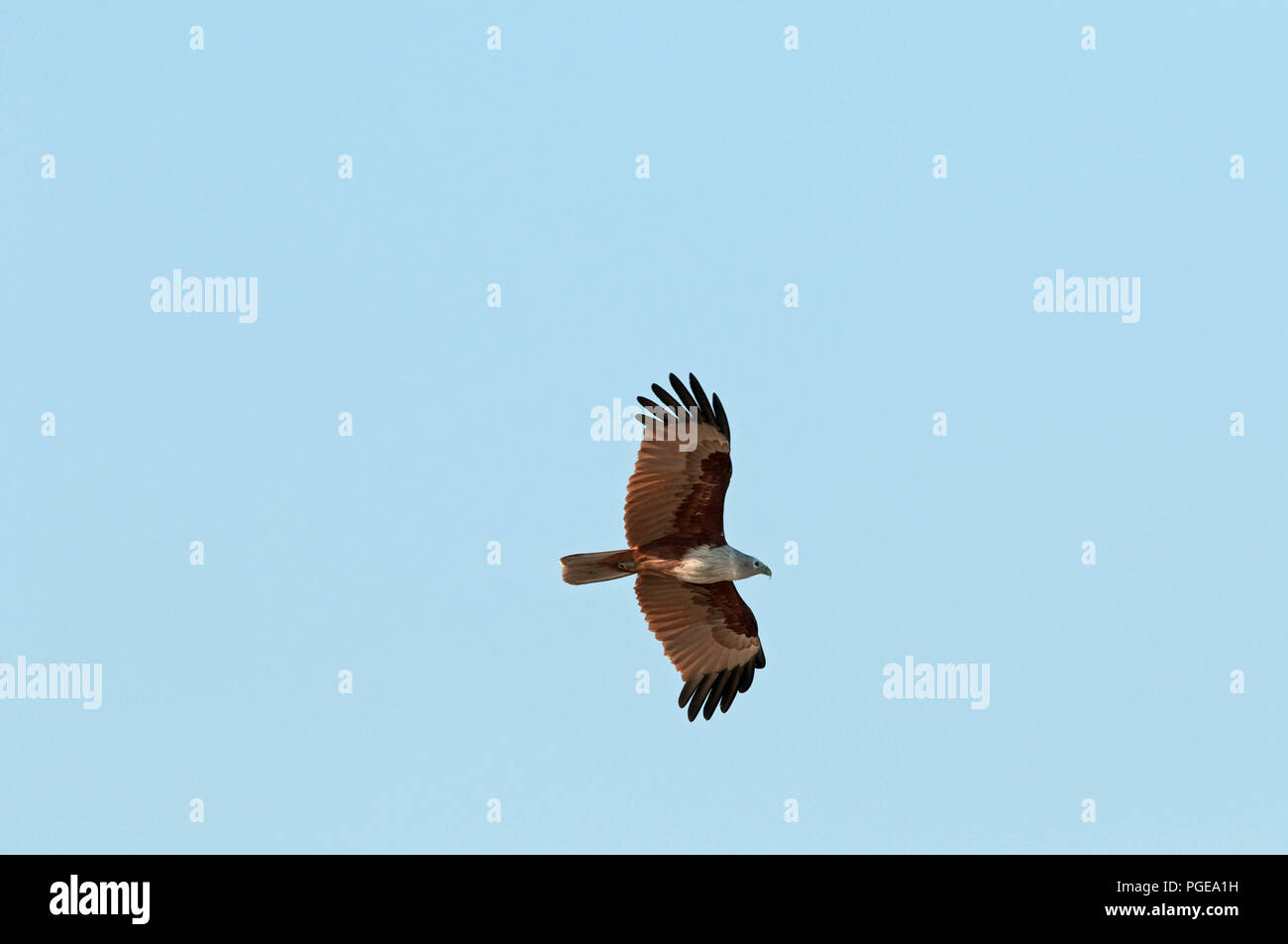 Brahminy Kite (Haliastur indus) - Flight - Thailand Milan sacré Stock ...