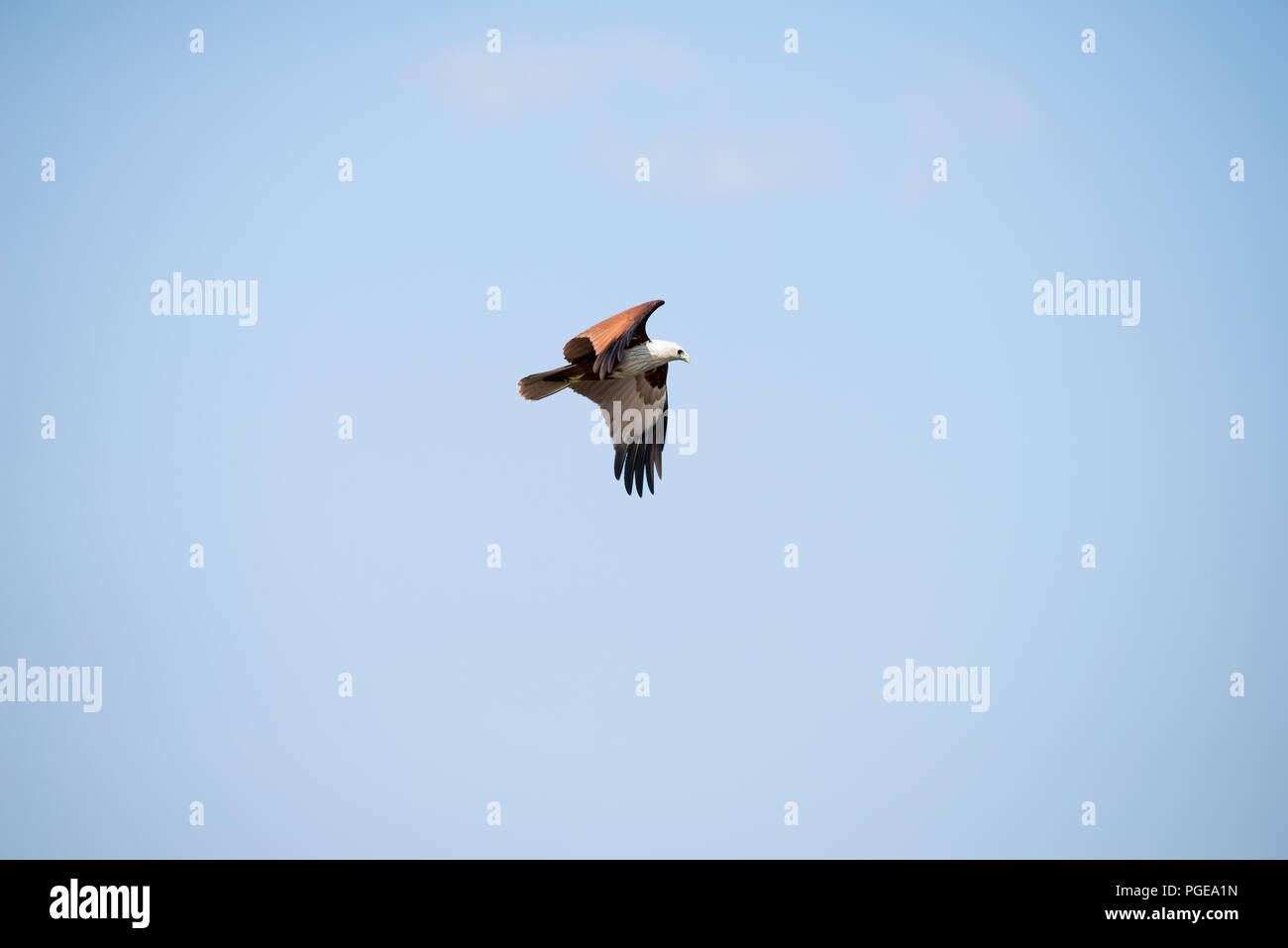 Brahminy Kite (Haliastur indus), Flight, Thailand Milan sacré en vol ...