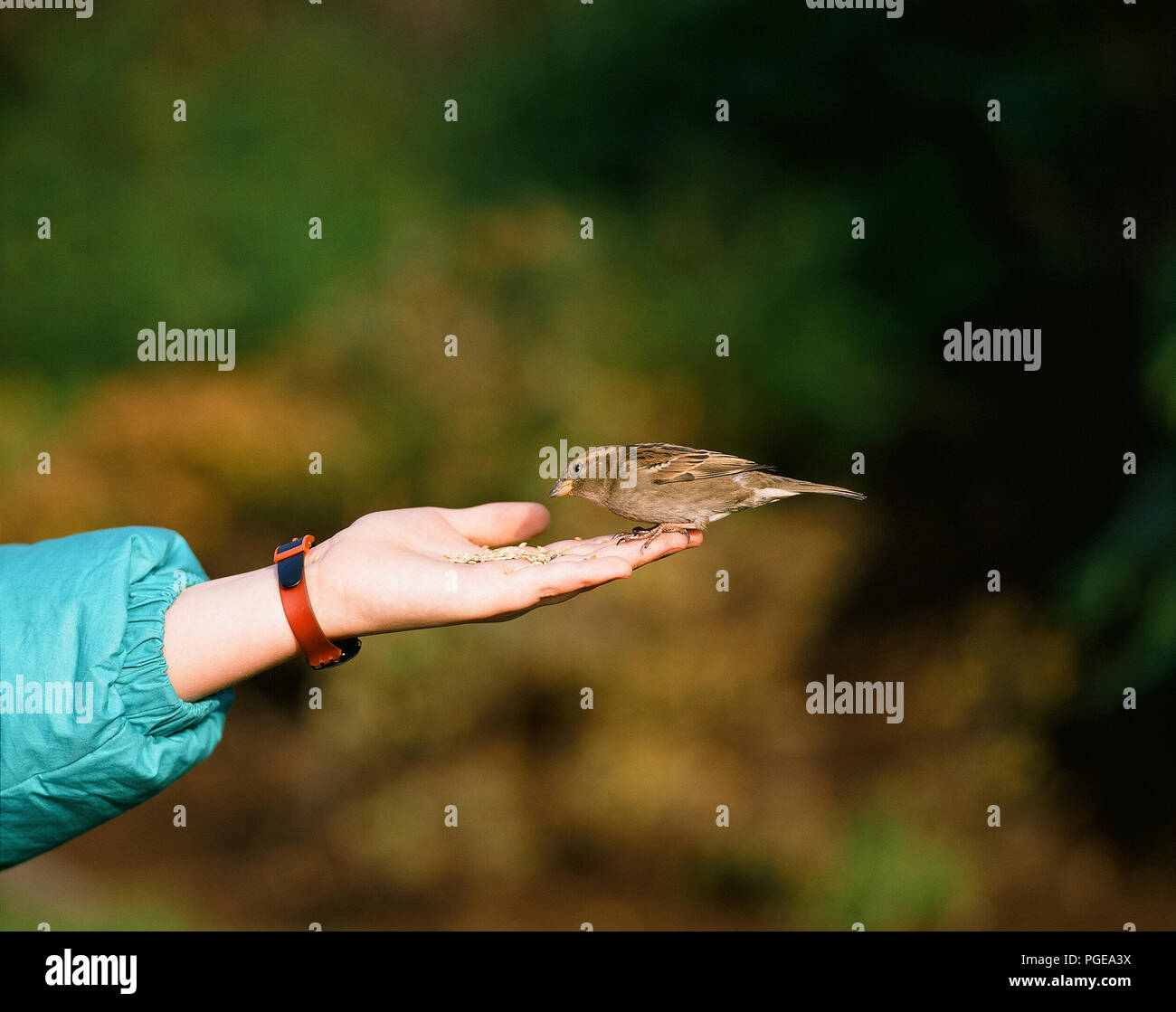 Moineau domestique hi-res stock photography and images - Alamy