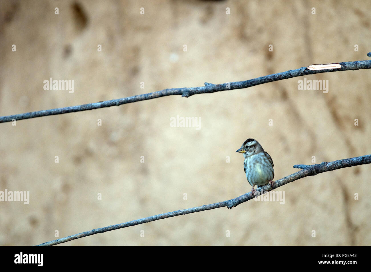 Moineau hi-res stock photography and images - Alamy