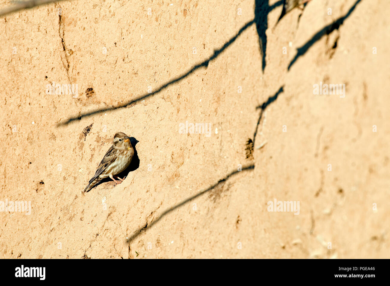 Moineau soulcie hi-res stock photography and images - Alamy