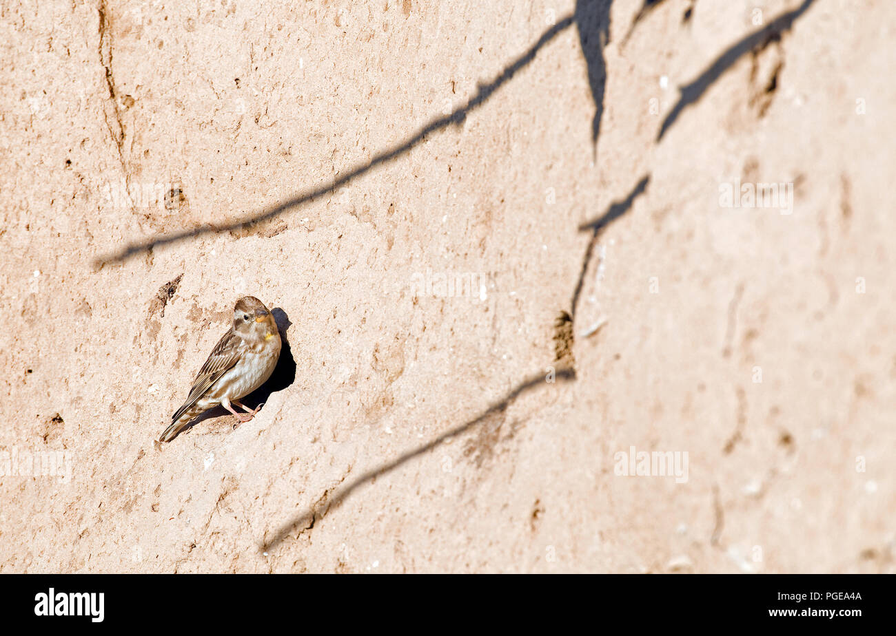 Moineau soulcie hi-res stock photography and images - Alamy