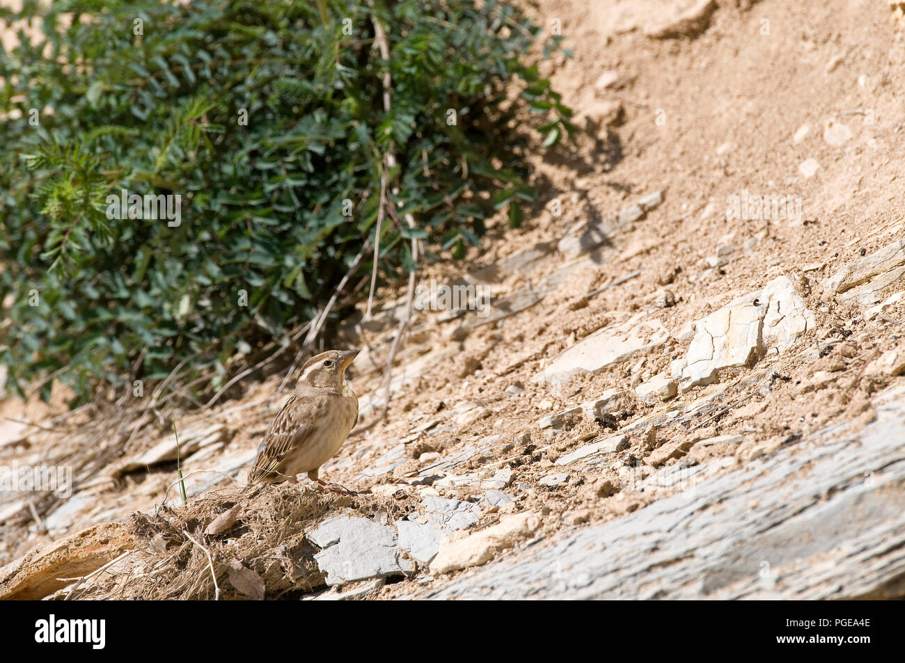 Moineau soulcie hi-res stock photography and images - Alamy