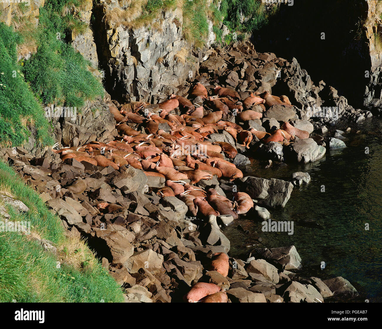 Walrus colony alaska hi-res stock photography and images - Alamy