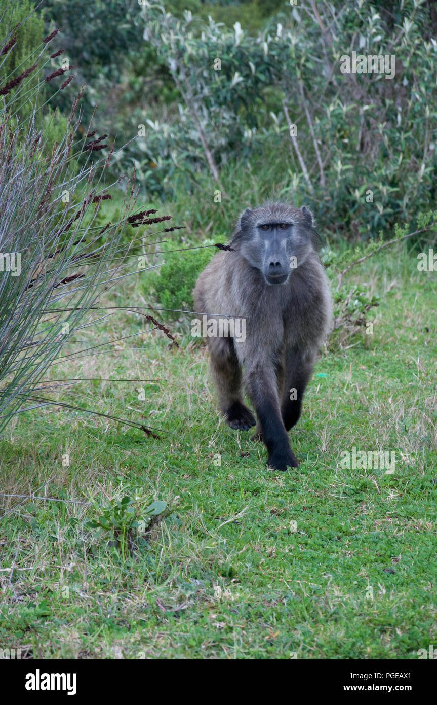 Angry baboon africa hi-res stock photography and images - Alamy