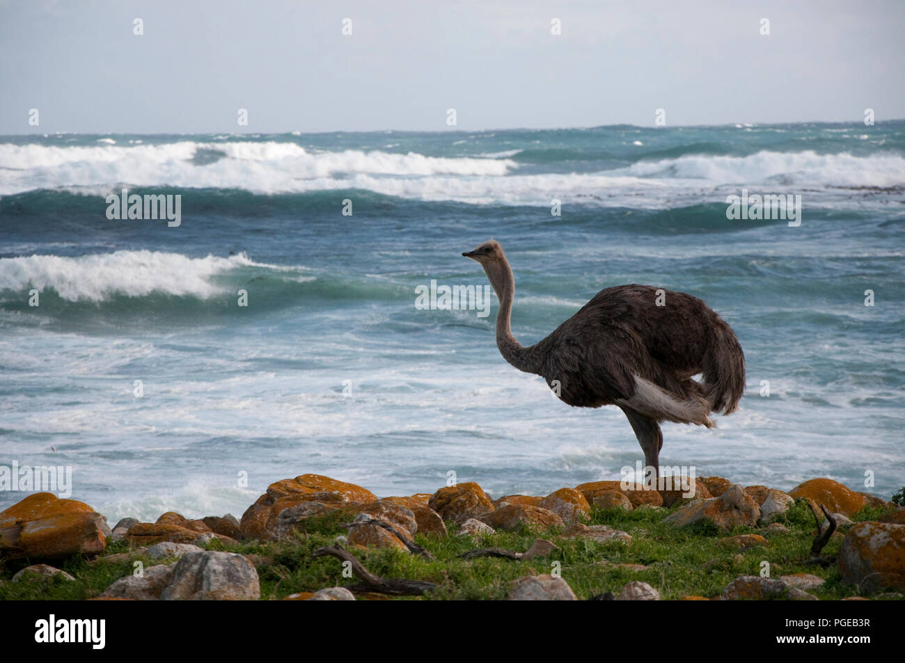 Ostrich on beach in Cape Town South Africa Stock Photo - Alamy