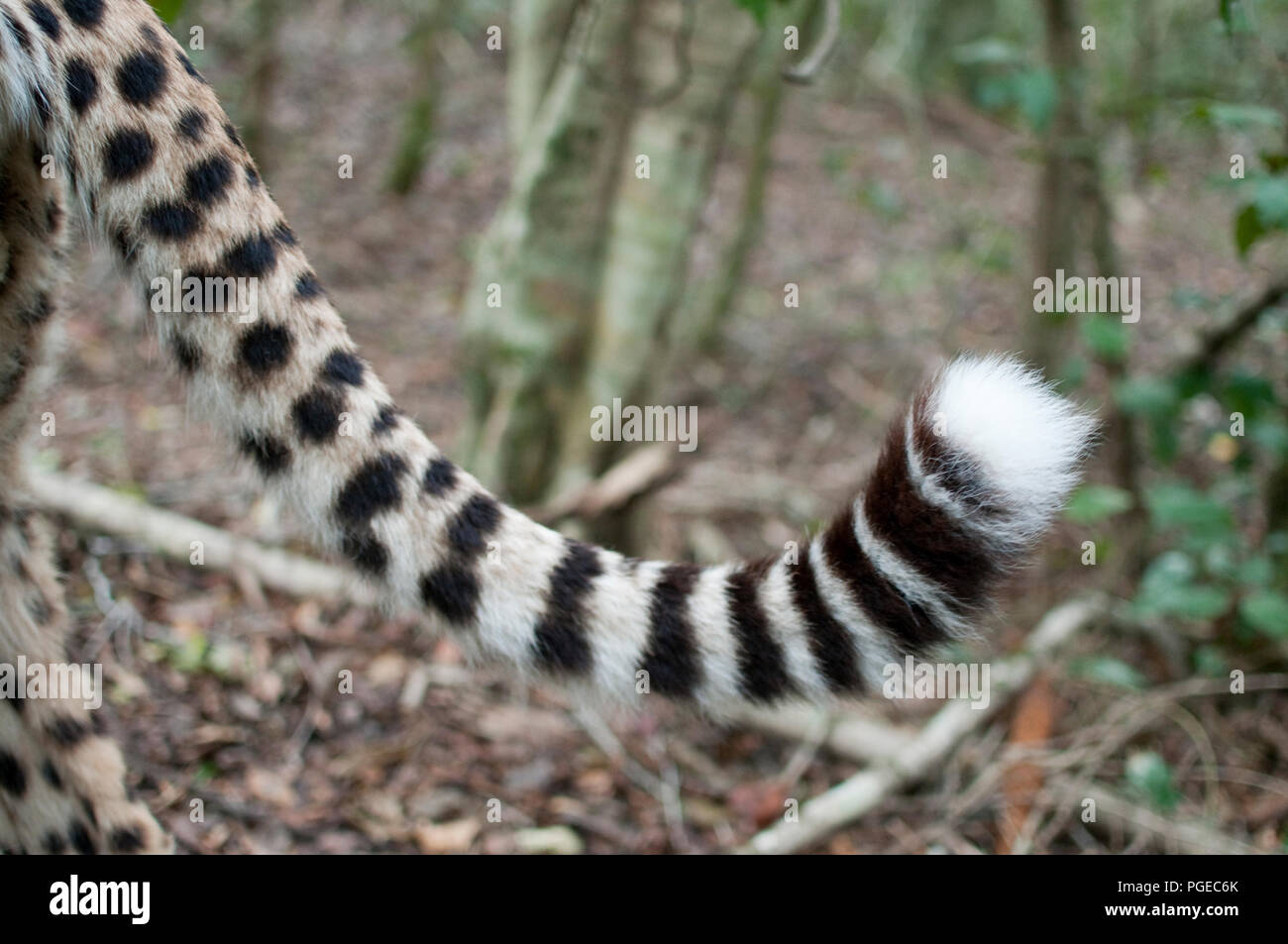 Cheetah tail hi-res stock photography and images - Alamy