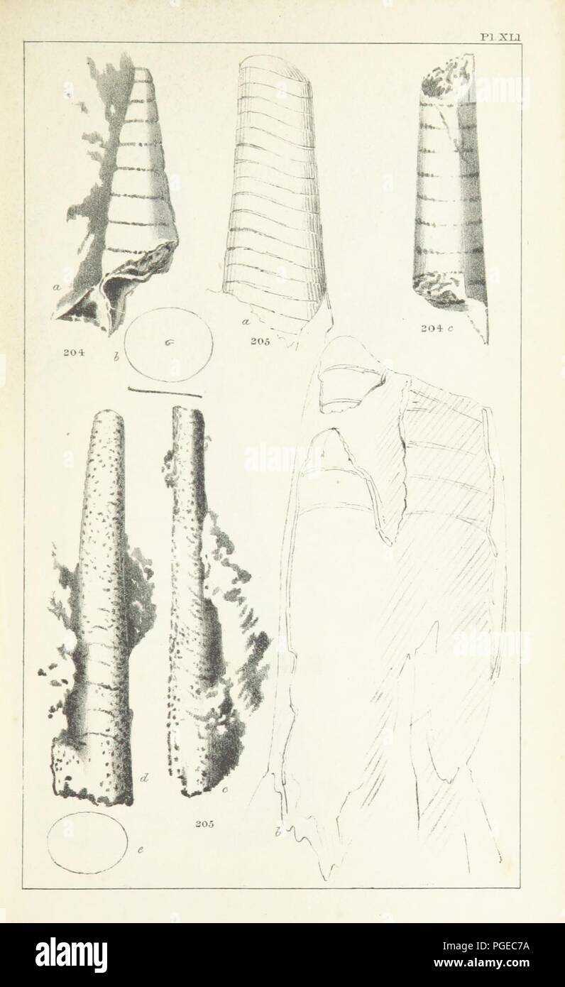 Image from page 329 of 'Figures and Descriptions of the Palæozoic ...