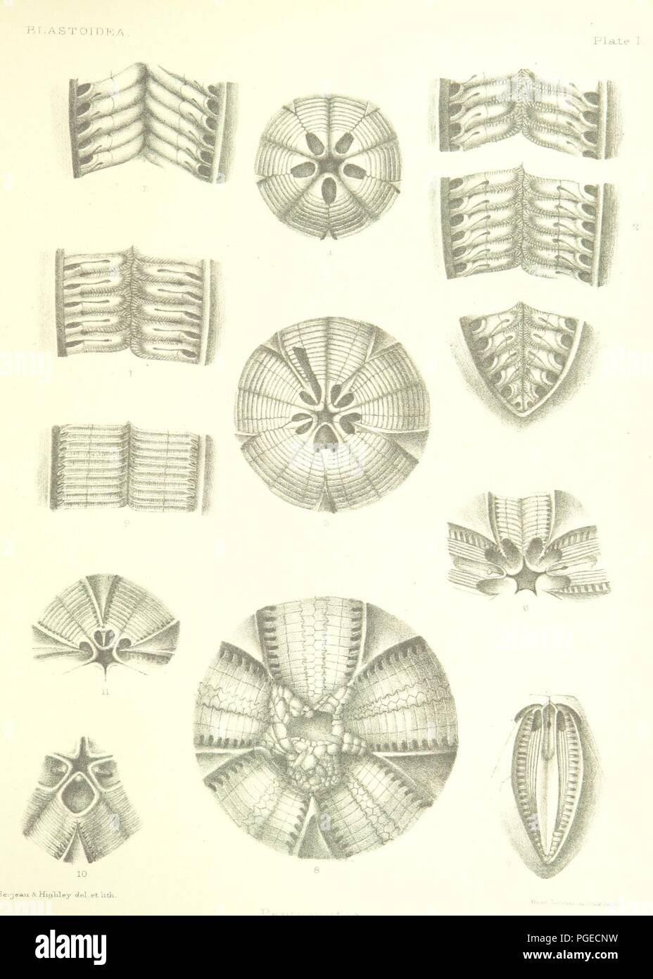 Image from page 345 of 'Catalogue of the Blastoidea in the Geological ...