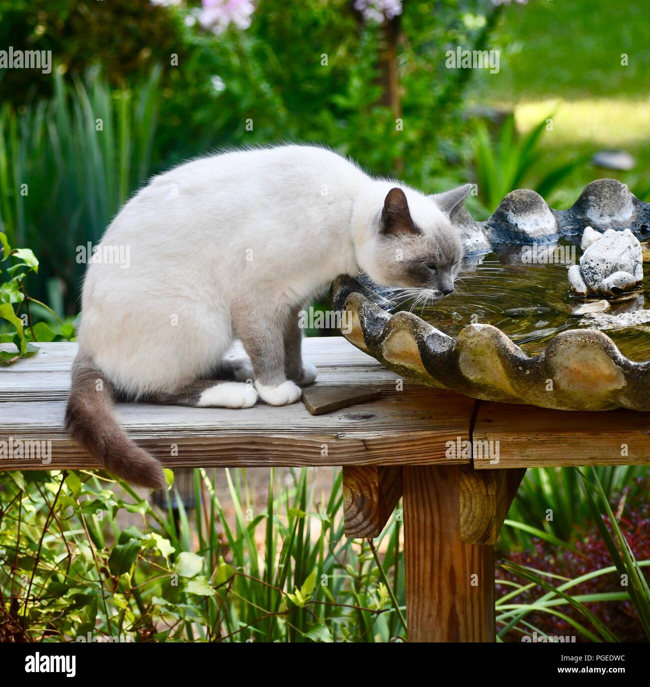 cat drinking from bird bath Stock Photo - Alamy
