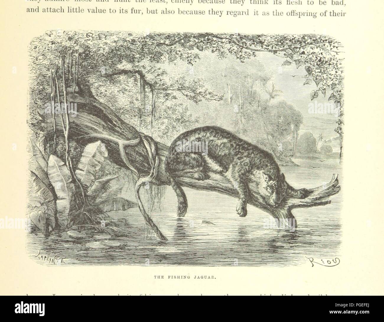 Image from page 457 of '[A Journey across South America, from the ...