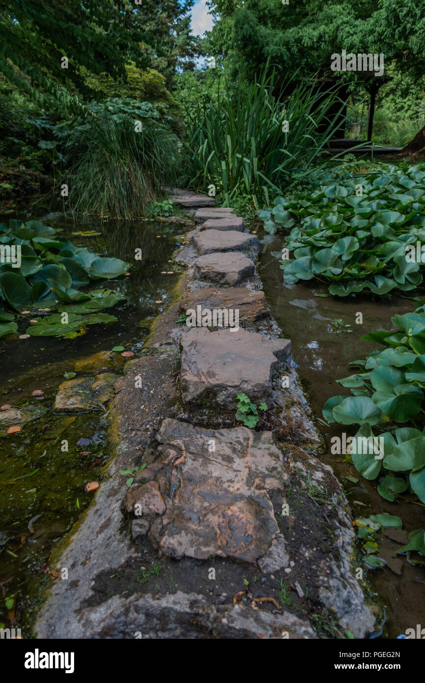 Stepping stones over a small stream with lily pads to either side Stock ...