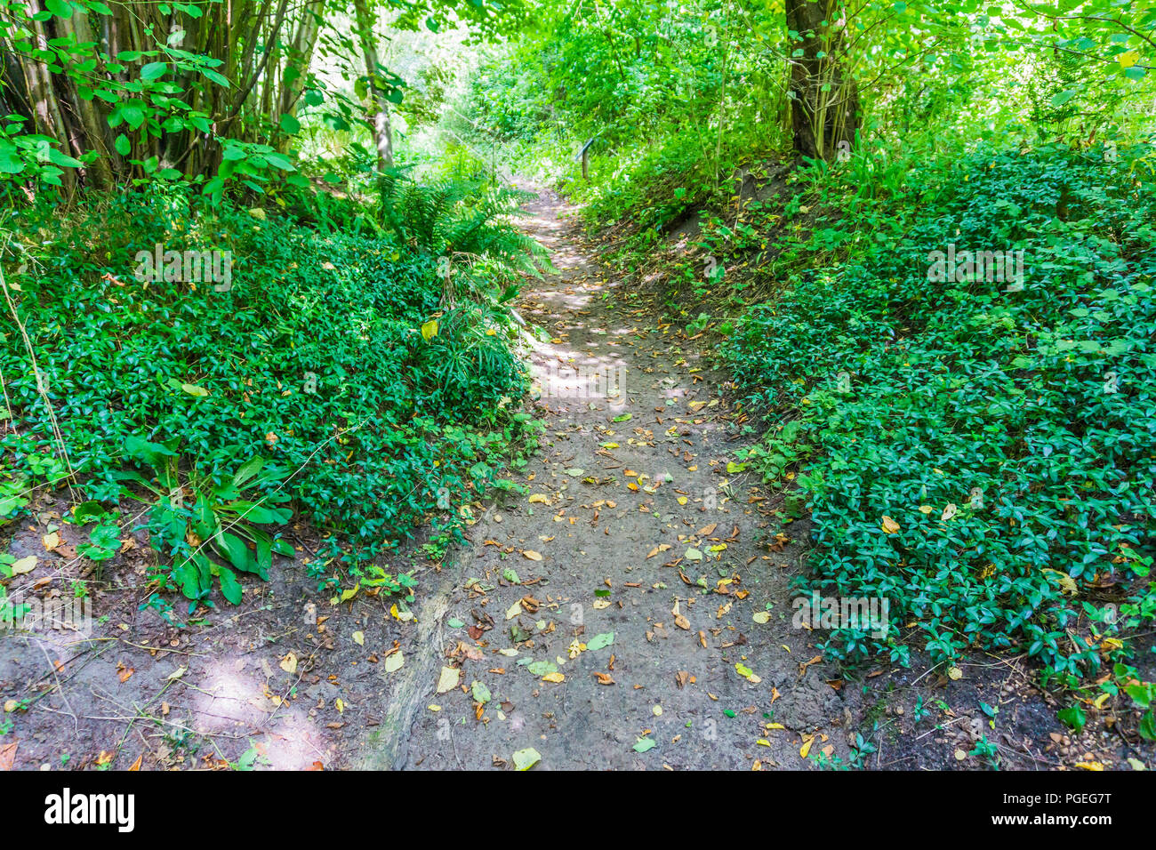 forest walking path with green plants in a nature landscape Stock Photo ...