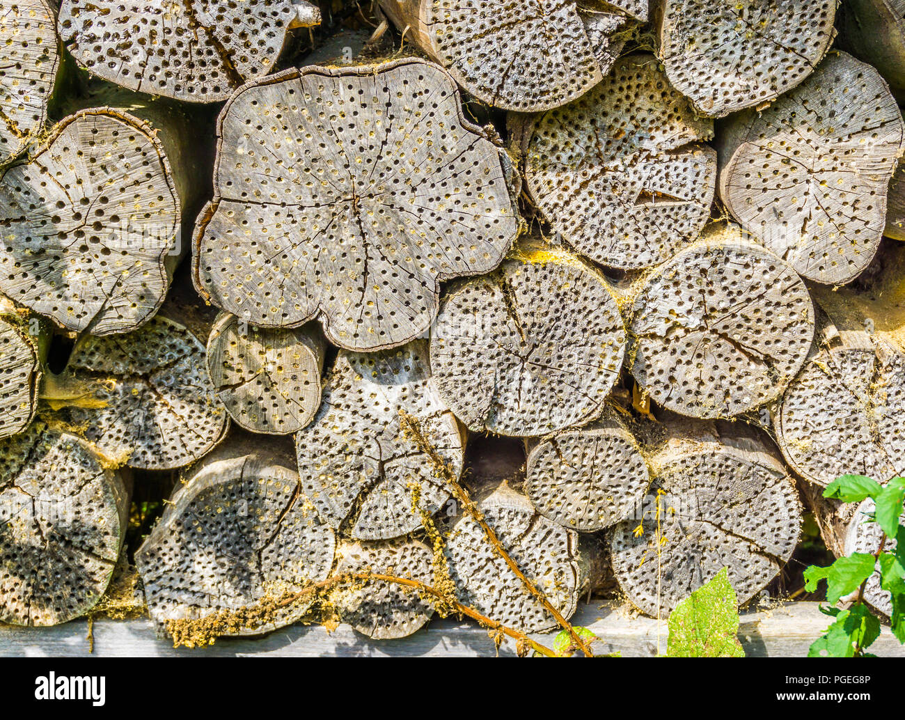 insect house shelter in tree trunk background texture Stock Photo - Alamy