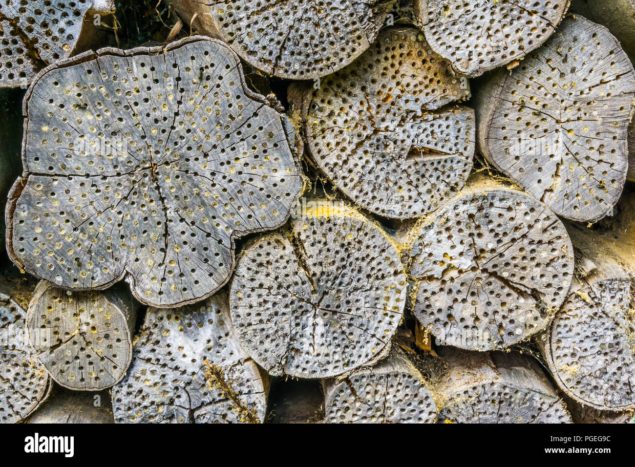 insect houses made in tree trunks texture background Stock Photo - Alamy