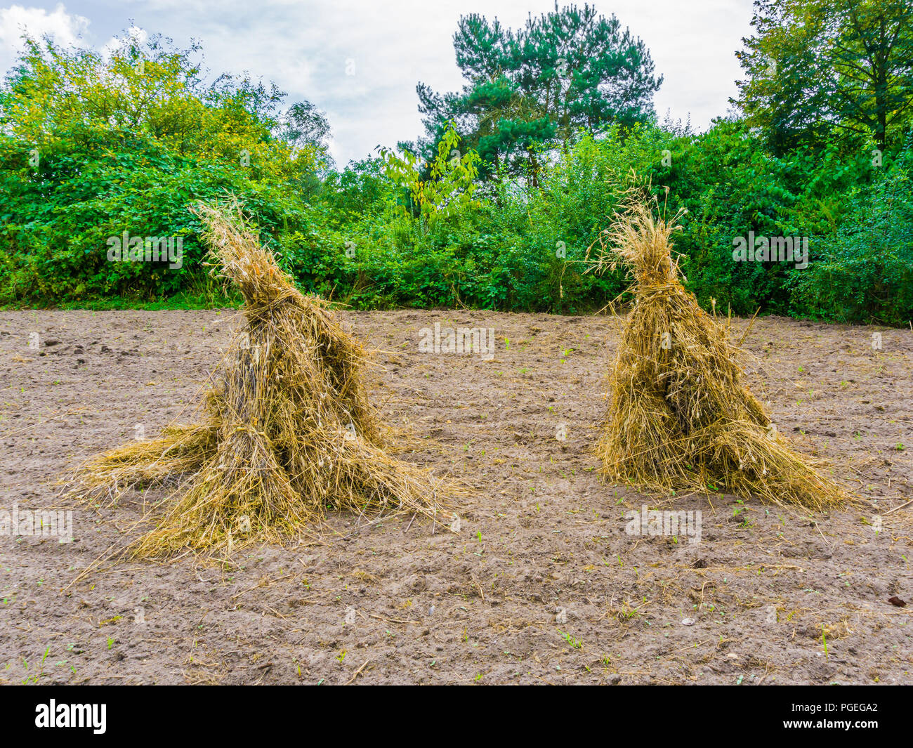 Dry wheat bundles hi-res stock photography and images - Alamy