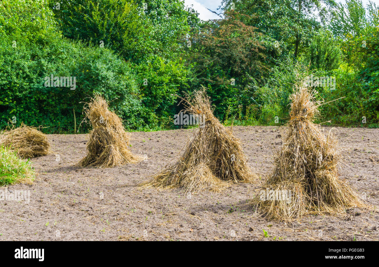 bundles of hay stacks in a row on the fields in a nature landscape ...