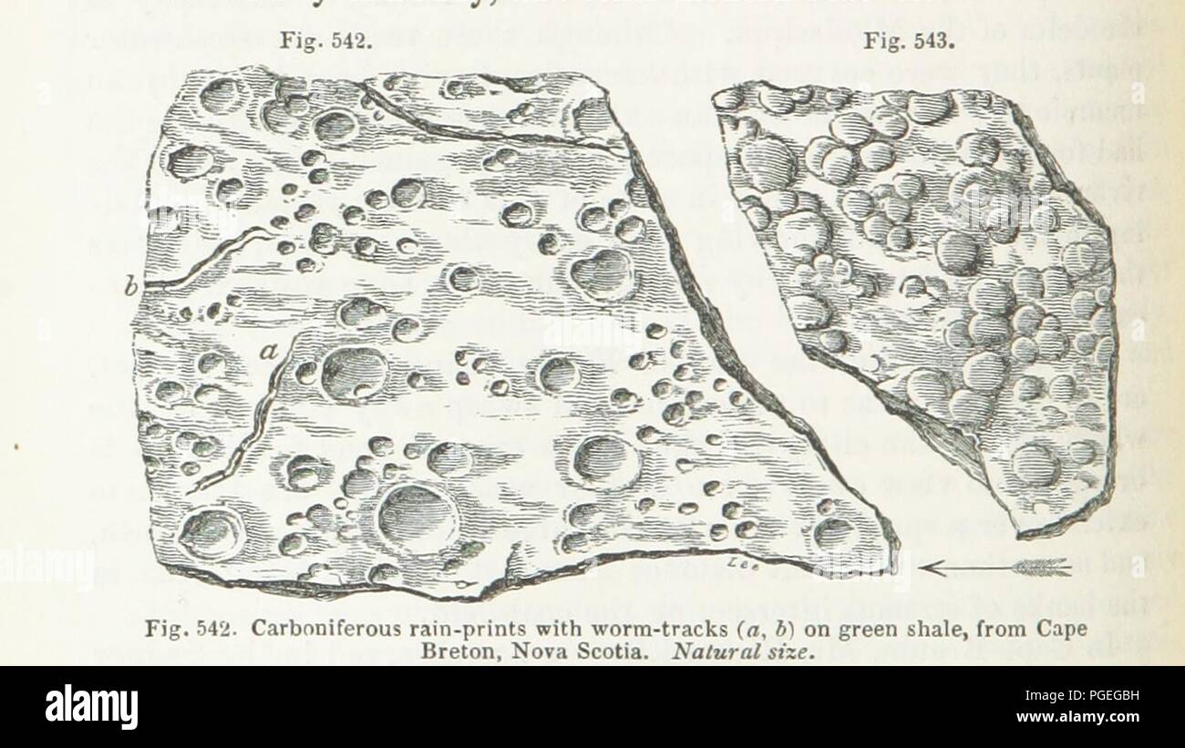 Image from page 510 of 'Elements of Geology ... Sixth edition, greatly ...