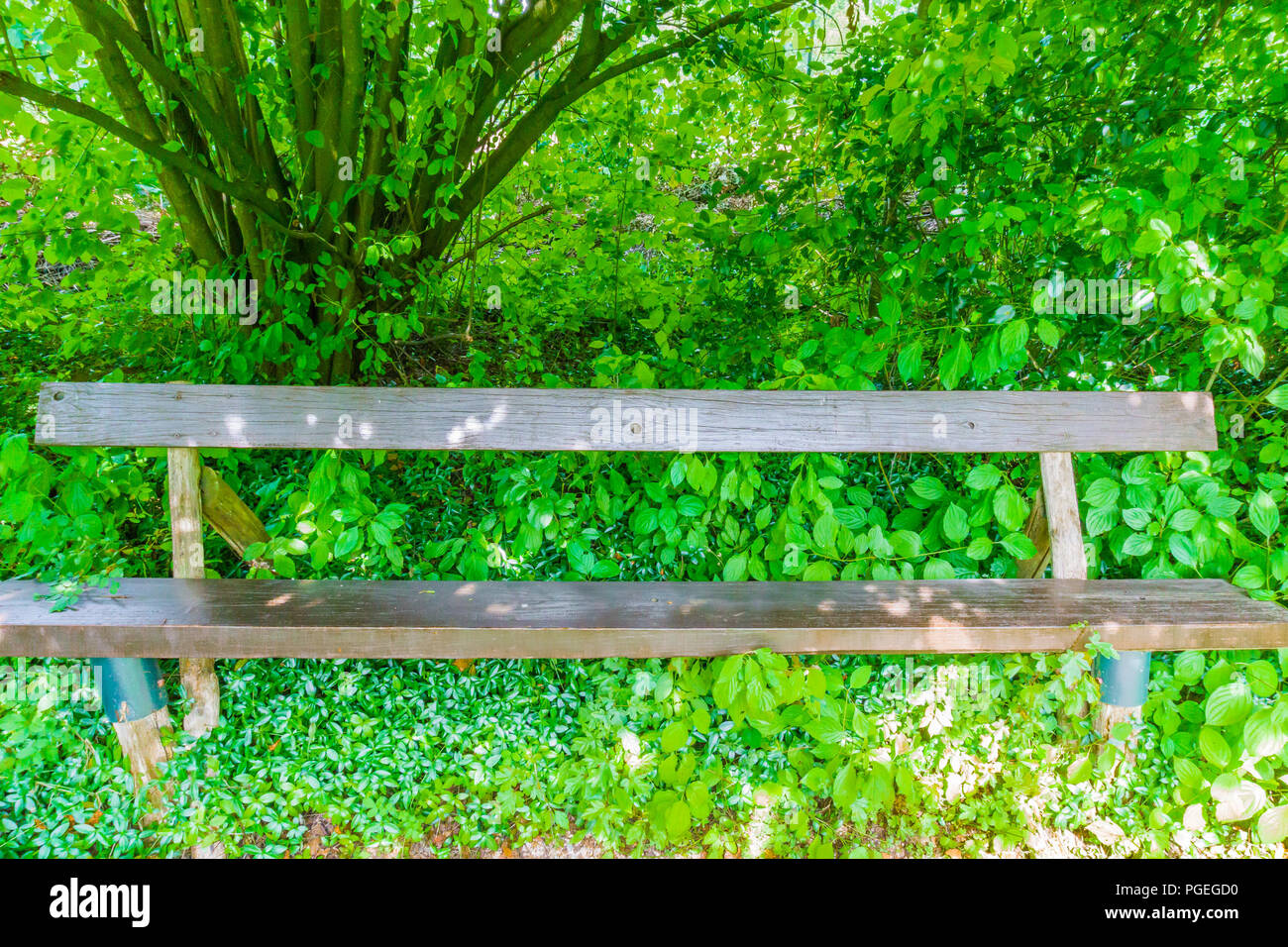 wooden bench in the green forest landscape Stock Photo - Alamy