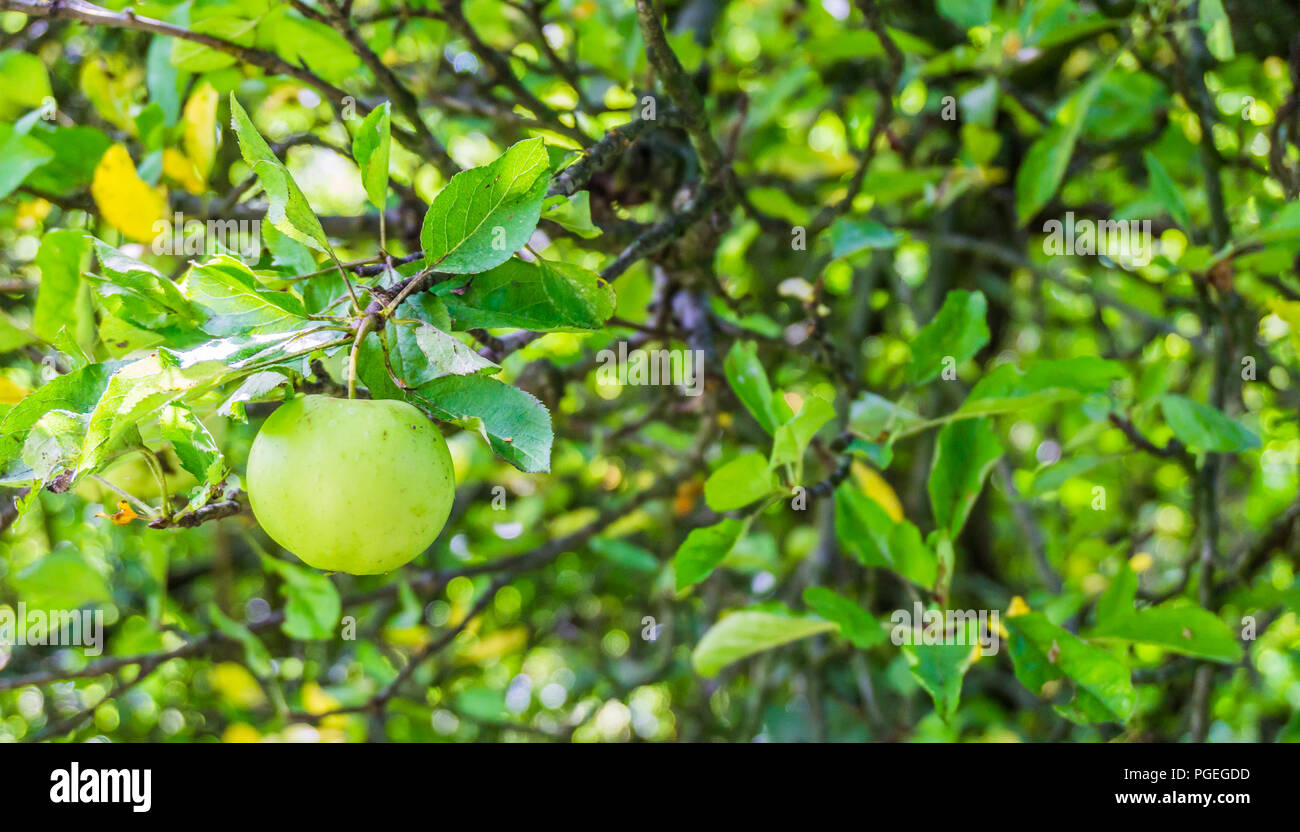 single green apple hanging on a branch in a apples tree Stock Photo - Alamy