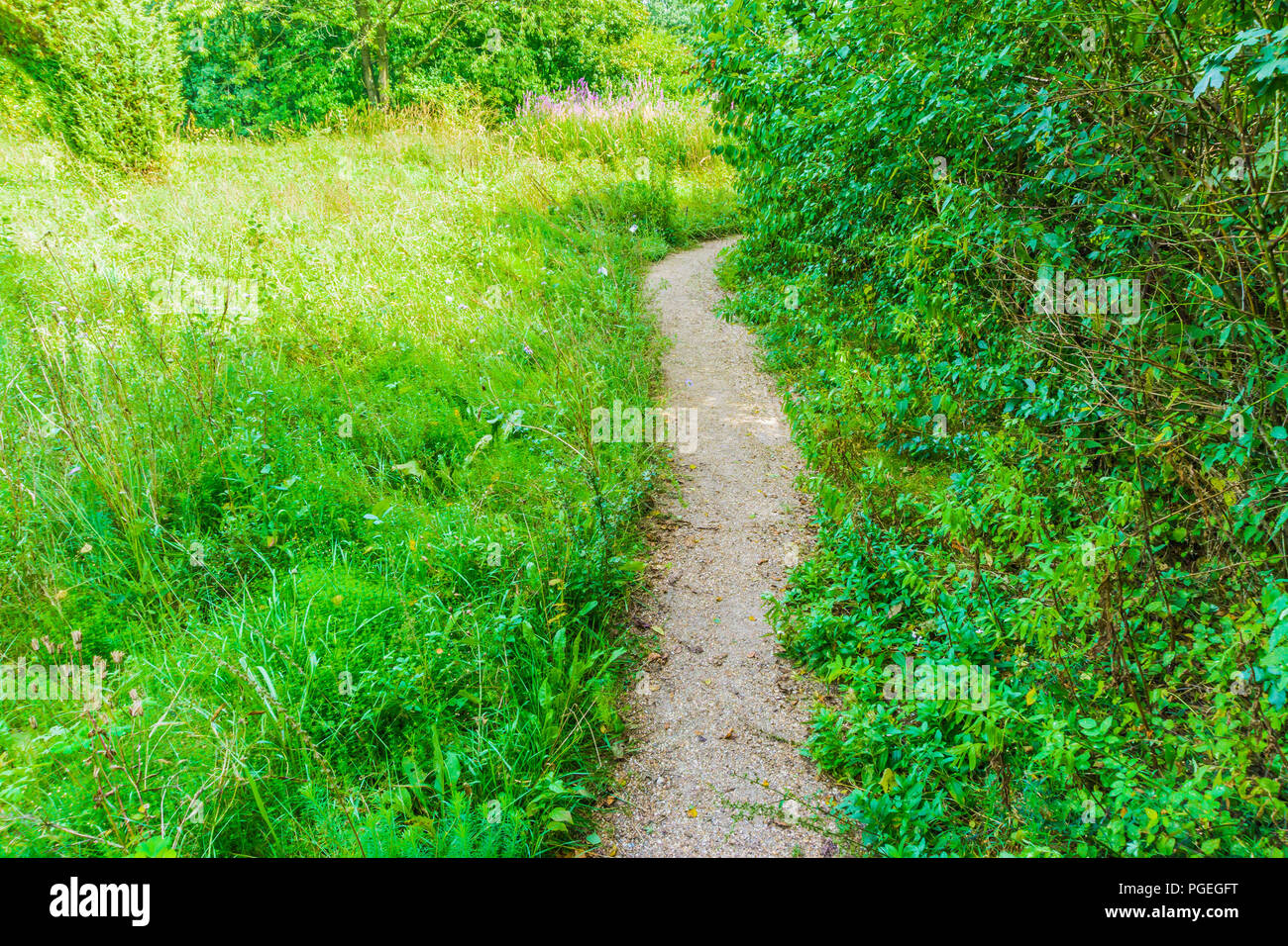 small walking path in a green forest landscape Stock Photo - Alamy