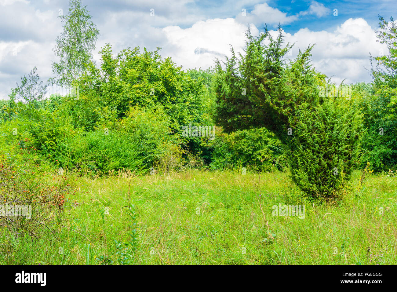 curved bended tree in a green grass forest landscape Stock Photo - Alamy