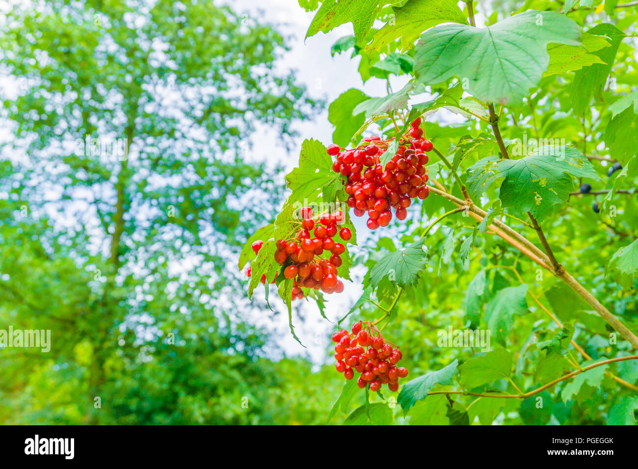 Tree with hanging berries hi-res stock photography and images - Alamy