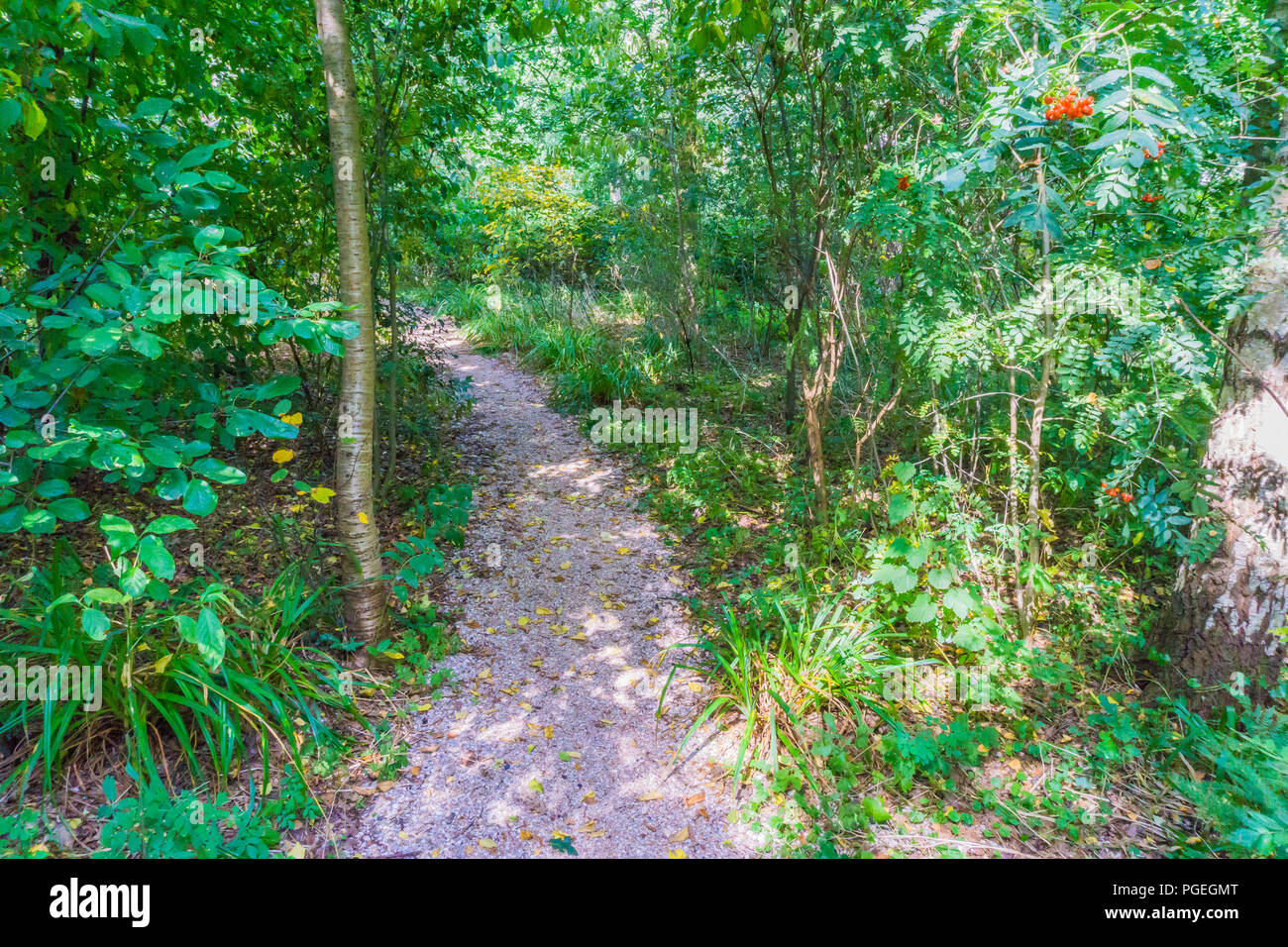 small walking road in a green forest landscape Stock Photo - Alamy