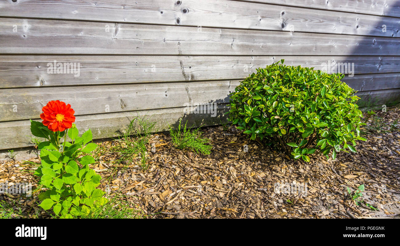 Big red flower hi-res stock photography and images - Alamy