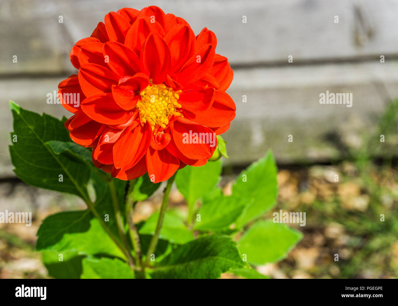 Big red flower hi-res stock photography and images - Alamy