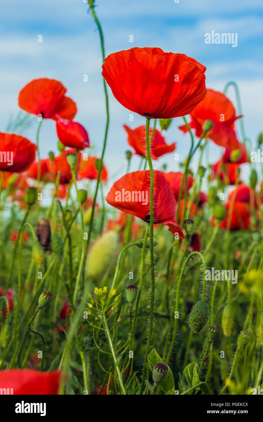 Wild poppy flowers hi-res stock photography and images - Alamy