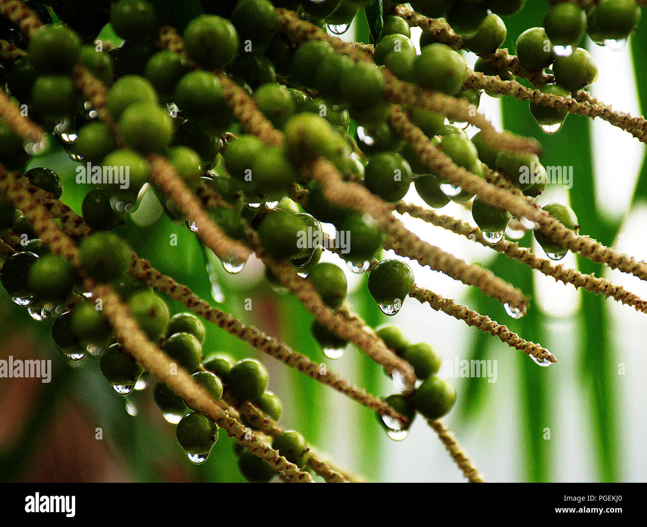 Amazon rainforest brazil bridge hi-res stock photography and images - Alamy