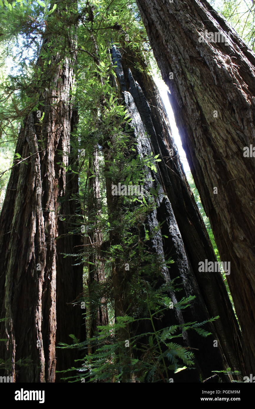 Regrowth around a fire damaged redwood at Muir Woods National Monument ...