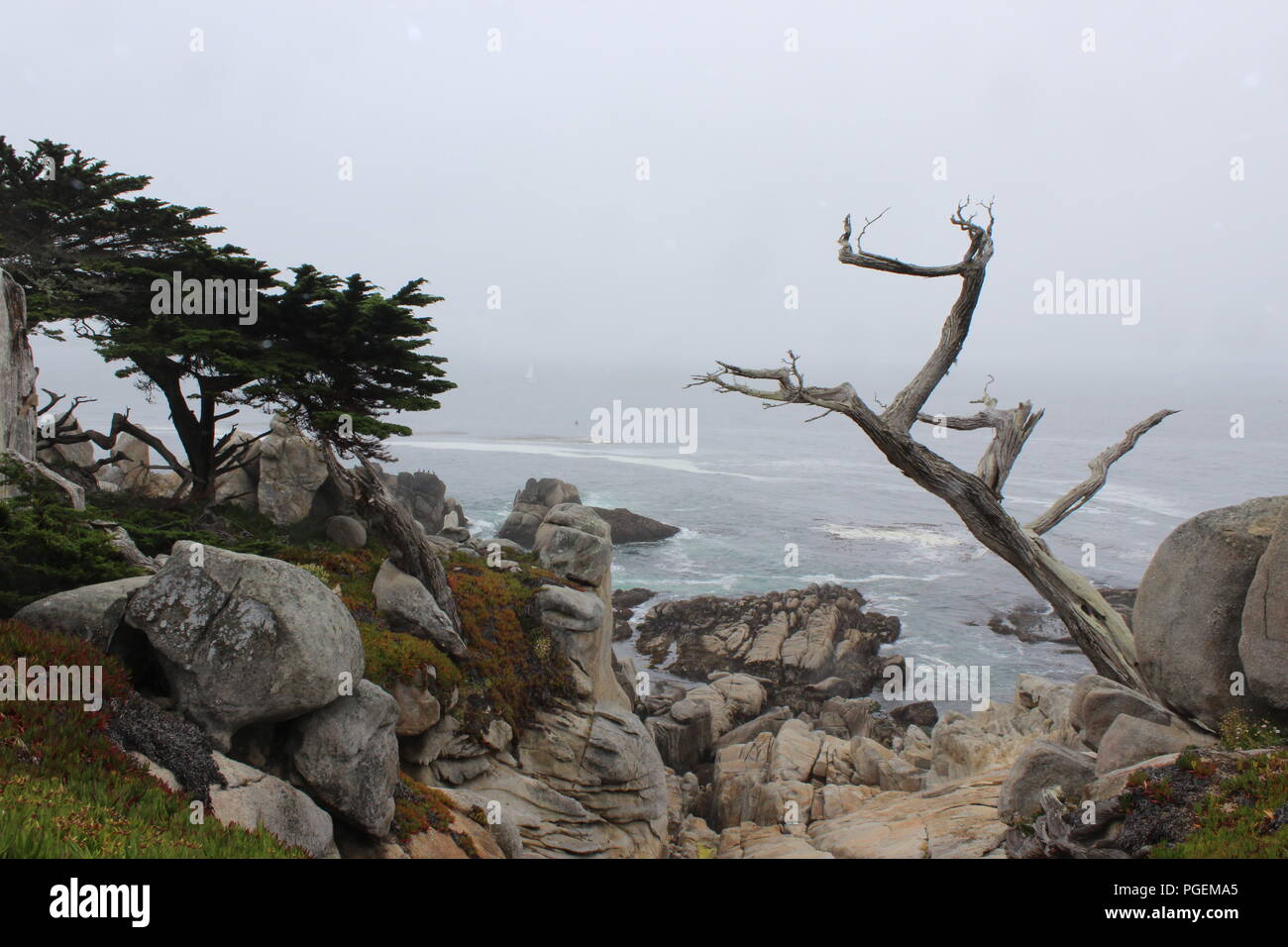 Tree along 17 mile drive hi-res stock photography and images - Alamy