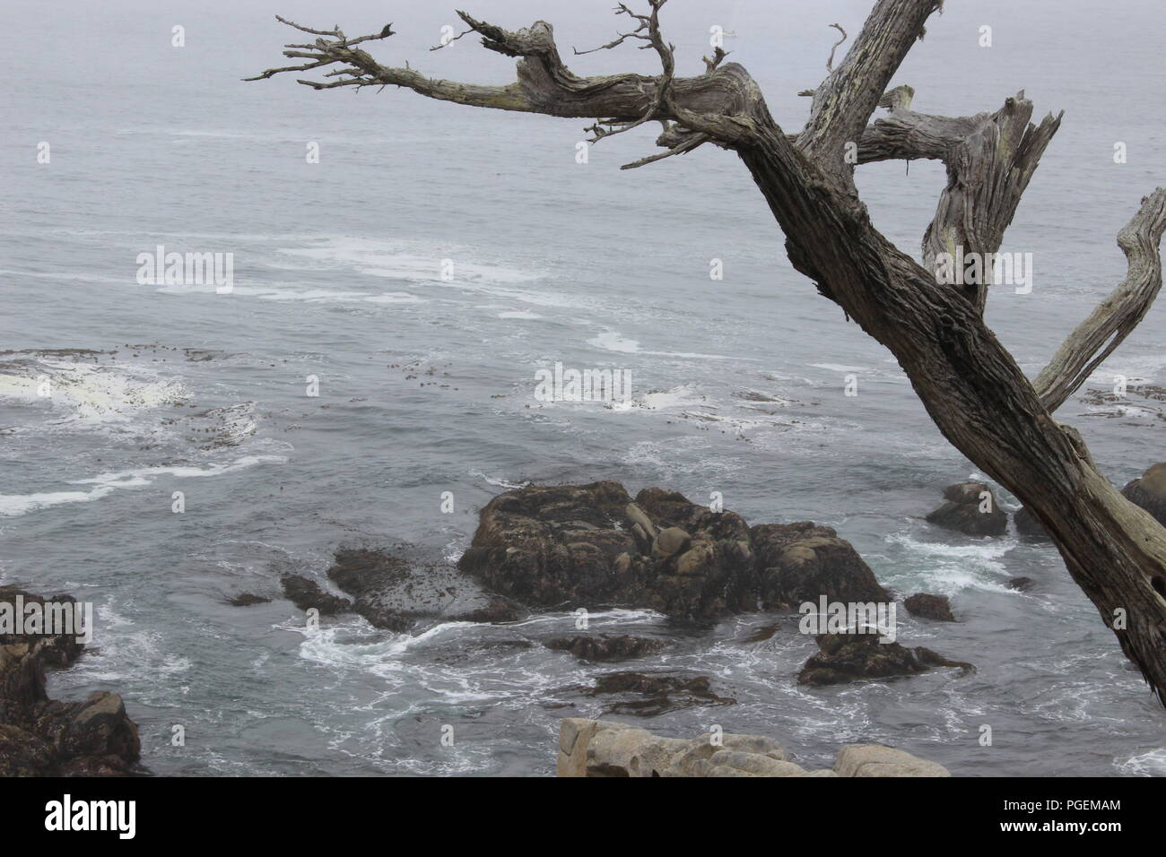 California fog tree hi-res stock photography and images - Alamy