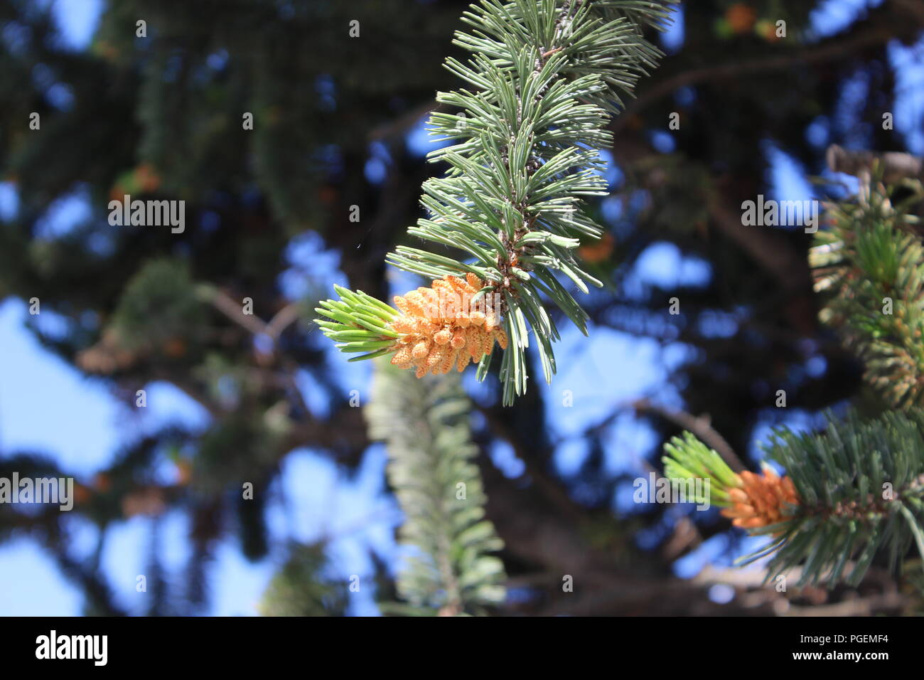 Macro of baby pine cone in the spring Stock Photo - Alamy