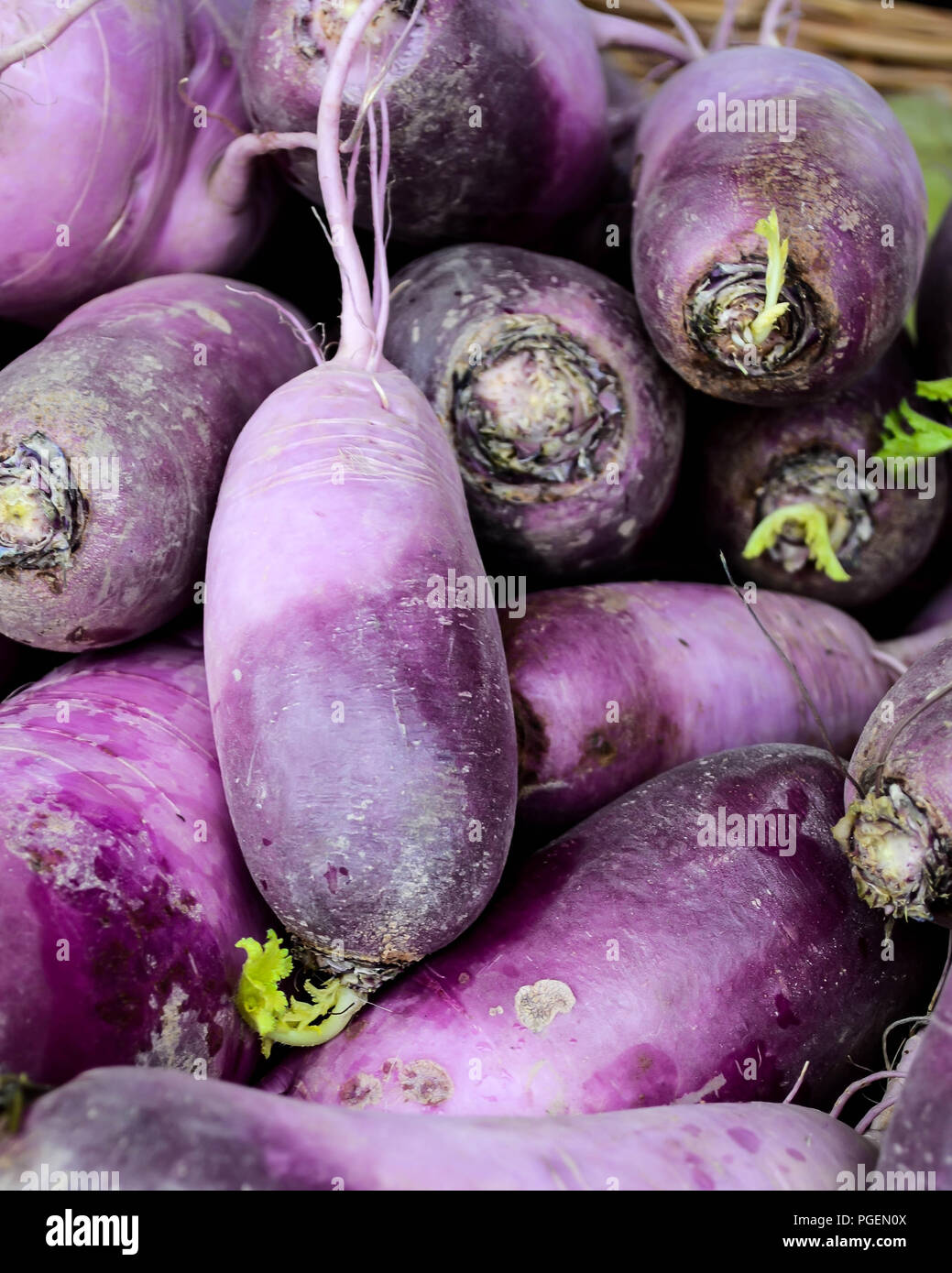 Purple Radish