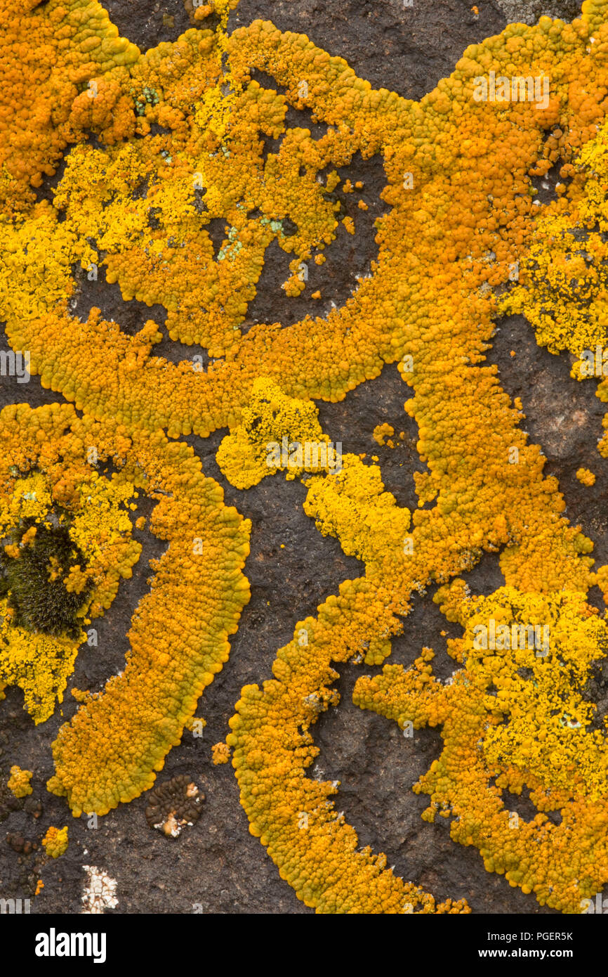 Lichen along Grimes Point Trail, Grimes Point/Hidden Cave ...