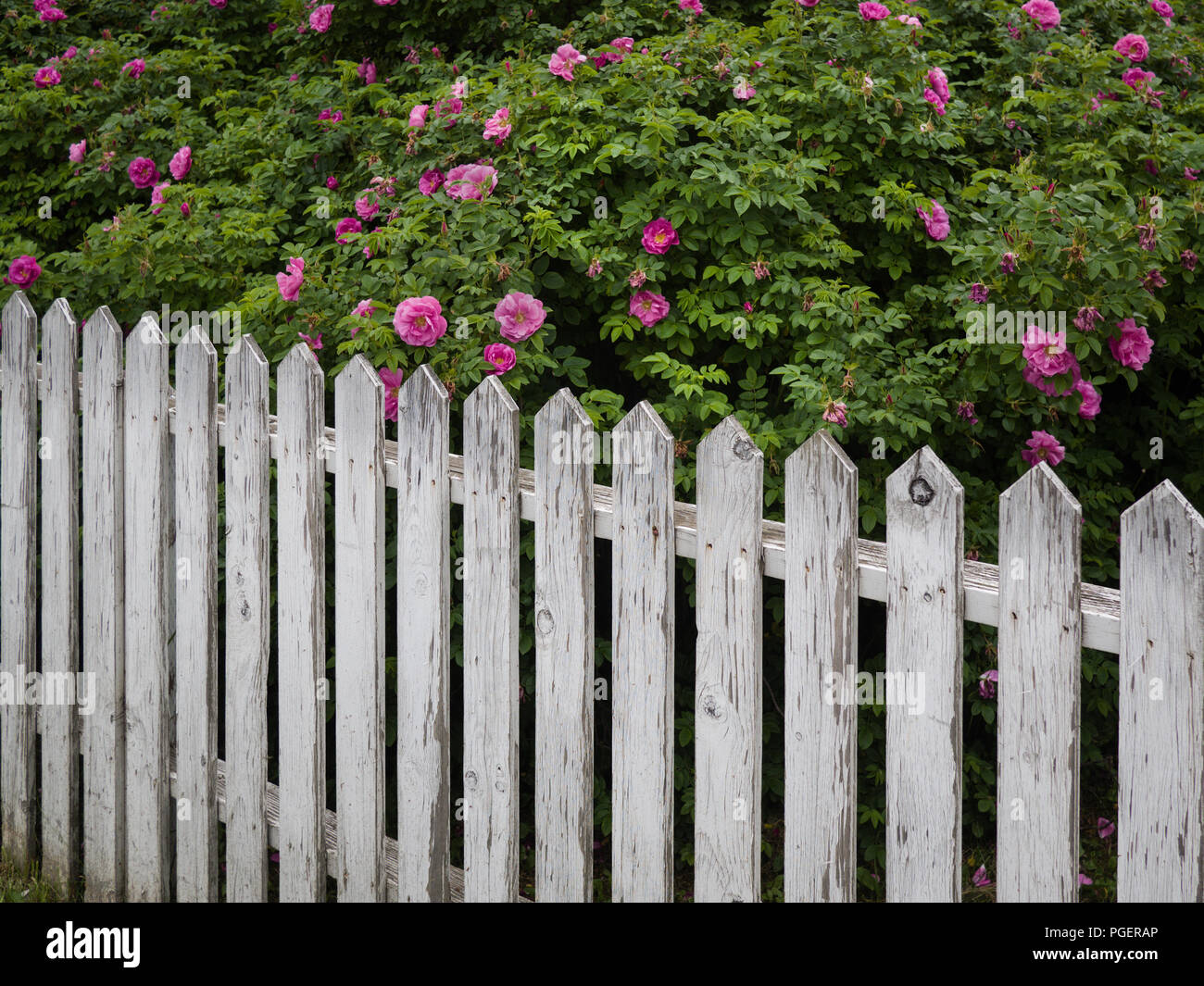 Roses picket fence hi-res stock photography and images - Alamy