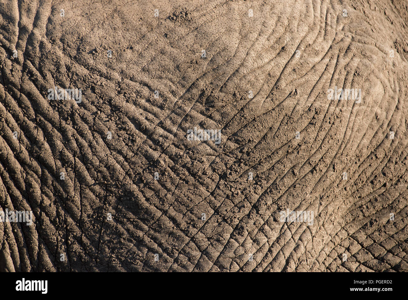 Close up of the thick and wrinkled skin belonging to an Elephant Stock ...