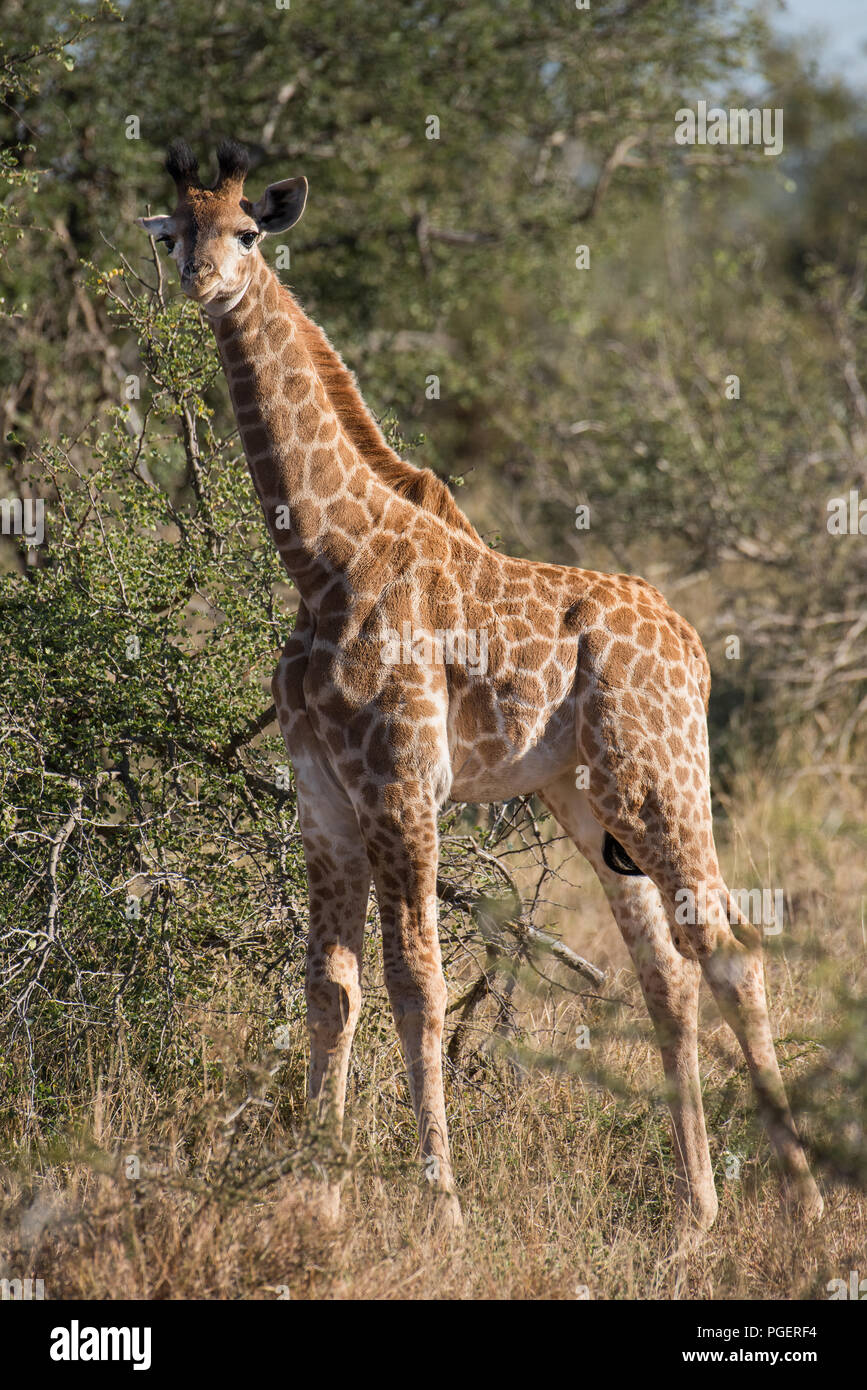 African climate hi-res stock photography and images - Alamy