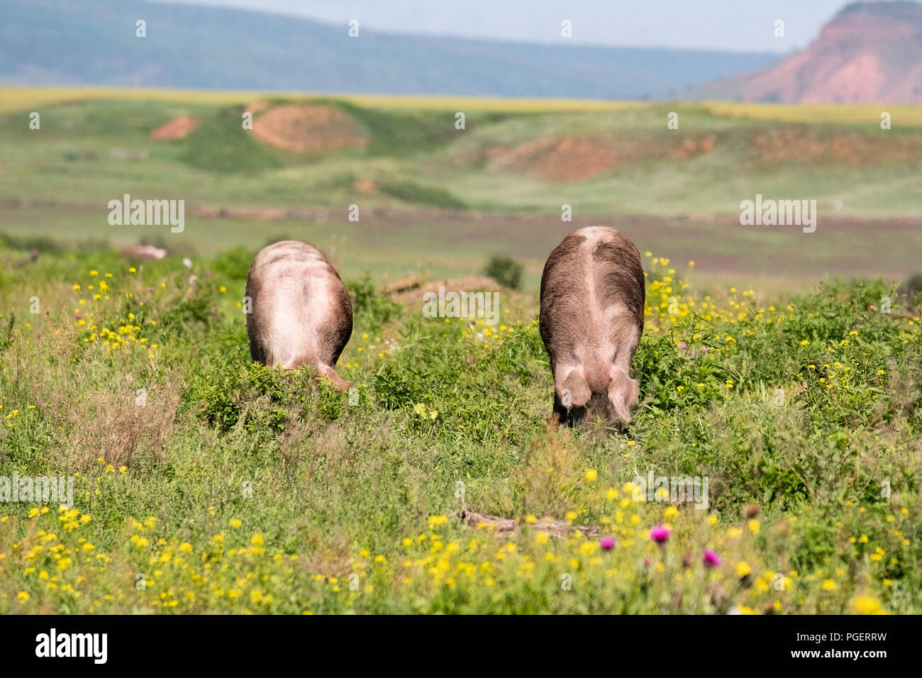 Dirty pigs are grazed in the field. Pigs eat a grass Stock Photo - Alamy