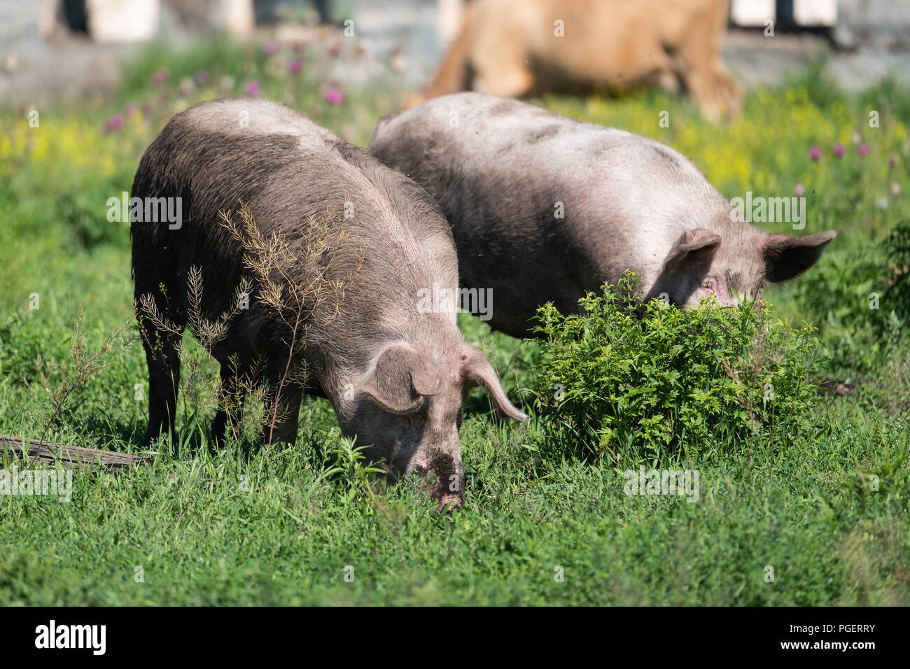 Brush ear pigs hi-res stock photography and images - Alamy