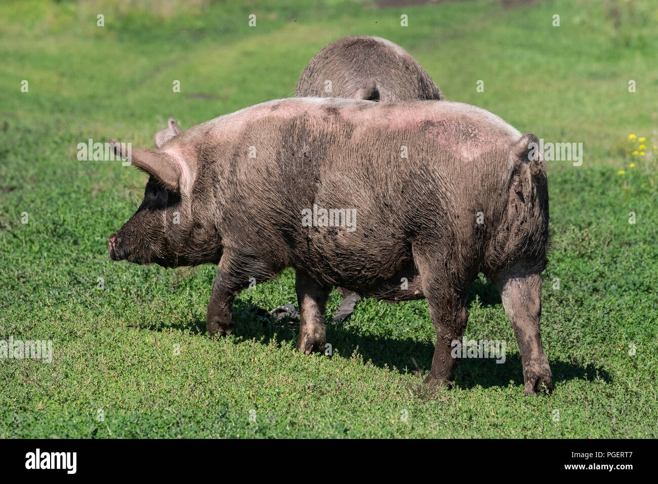 Dirty pigs are grazed in the field. The pig smeared with dirt is turned ...