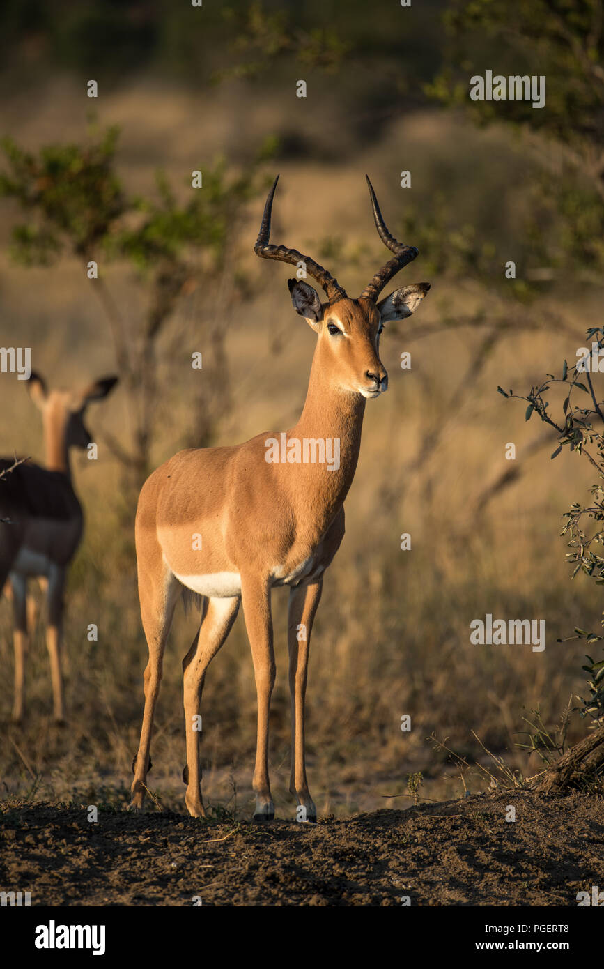 African savannas hi-res stock photography and images - Alamy