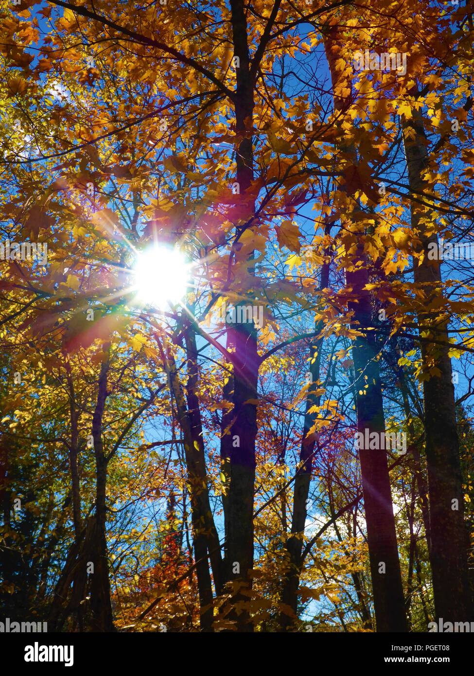 Sun through the trees in the forest at fall and blue sky Stock Photo ...