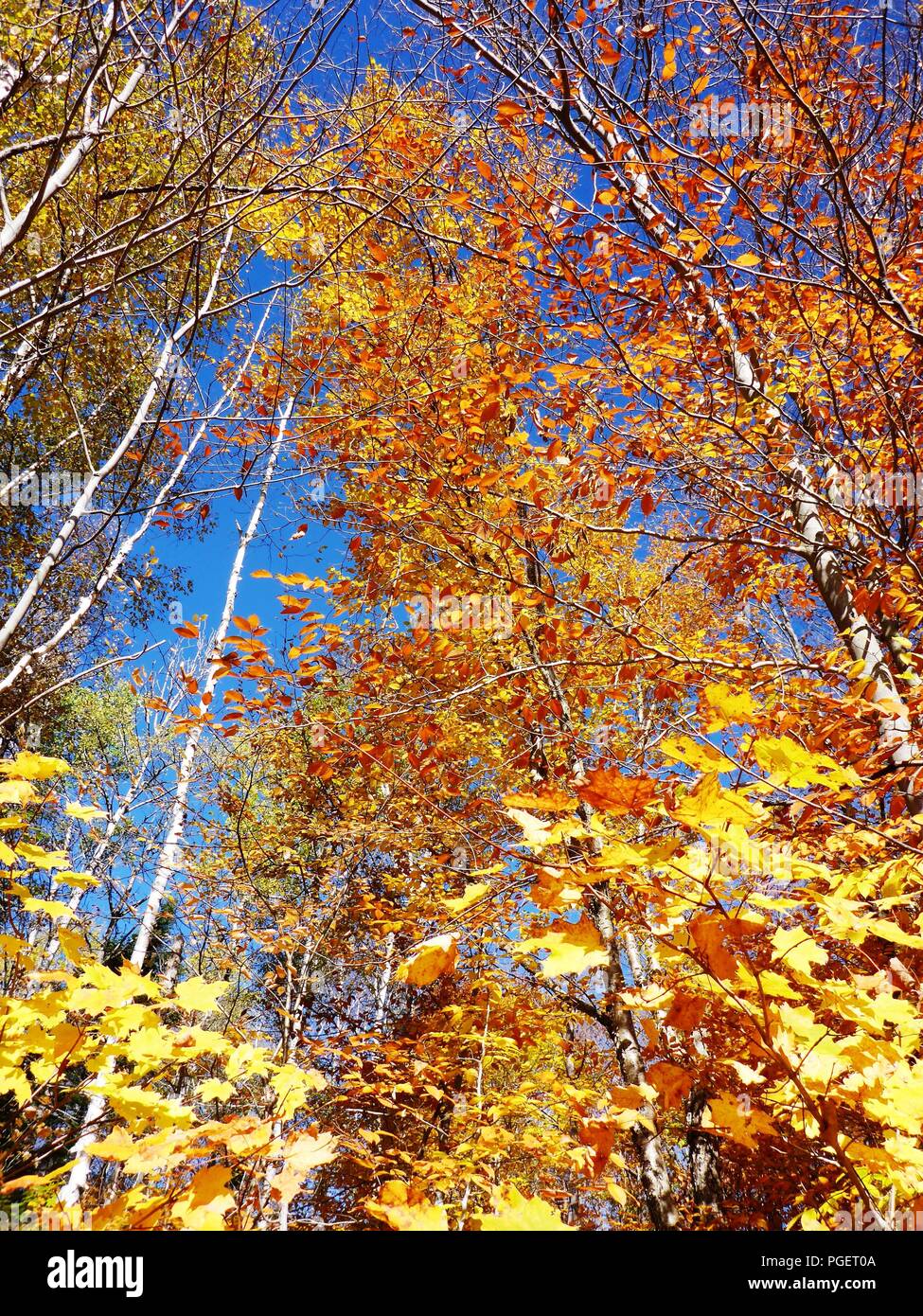 Beautiful canadian nature fall forest hi-res stock photography and ...