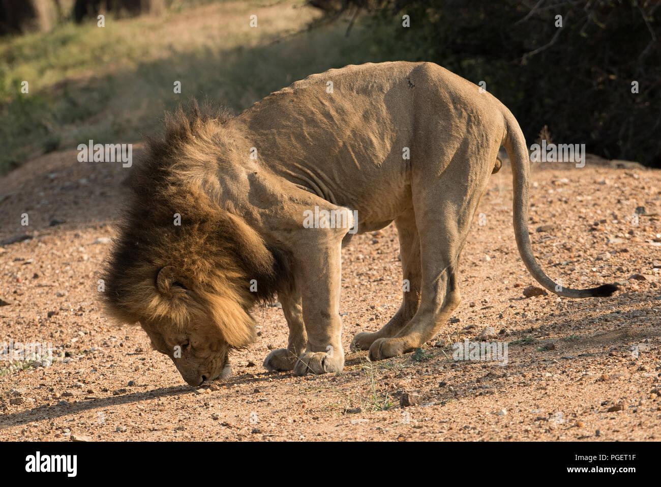 Estrus hi-res stock photography and images - Alamy