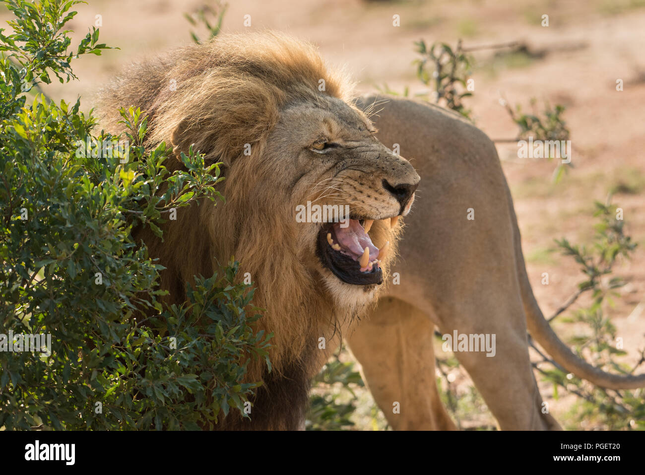 Adult male lion curving his torso to look around while baring his fangs ...